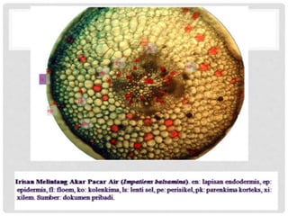 ANATOMI ORGAN AKAR.pptx