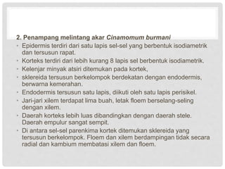 ANATOMI ORGAN AKAR.pptx
