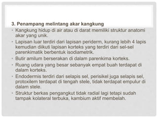 ANATOMI ORGAN AKAR.pptx