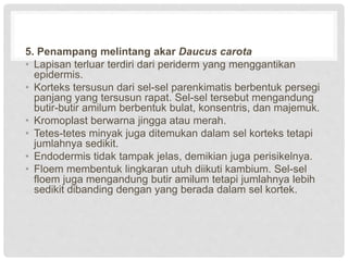 ANATOMI ORGAN AKAR.pptx