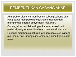 ANATOMI ORGAN AKAR.pptx