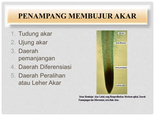 ANATOMI ORGAN AKAR.pptx