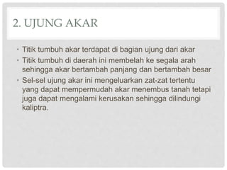 ANATOMI ORGAN AKAR.pptx