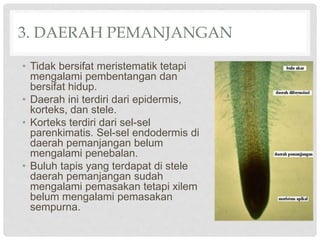 ANATOMI ORGAN AKAR.pptx