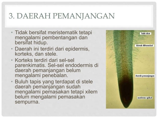 ANATOMI ORGAN AKAR.pptx