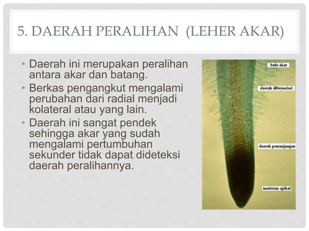 ANATOMI ORGAN AKAR.pptx