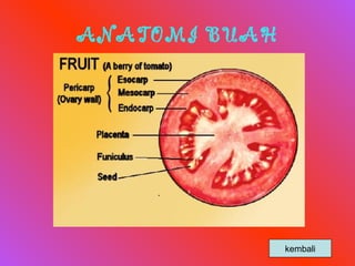 Anatomi organ tumbuhan | PPT
