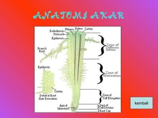 Anatomi organ tumbuhan | PPT