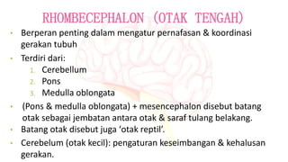 Anatomi Otak dan Gangguan Jiwa dalam Keperawatan | PDF