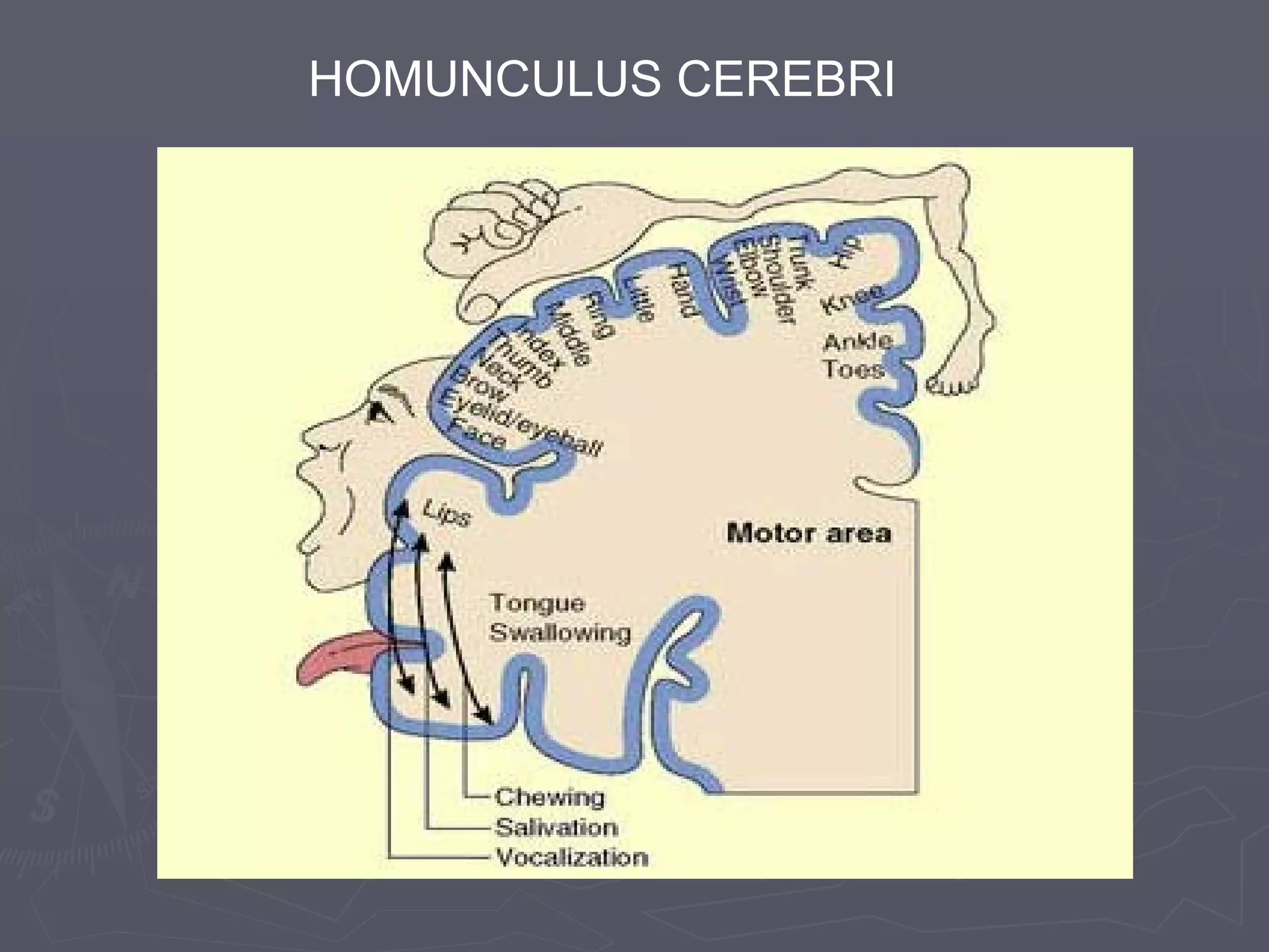 Anatomi otak dan vertebrata | PDF