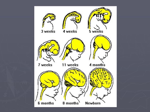 Anatomi otak dan vertebrata | PDF