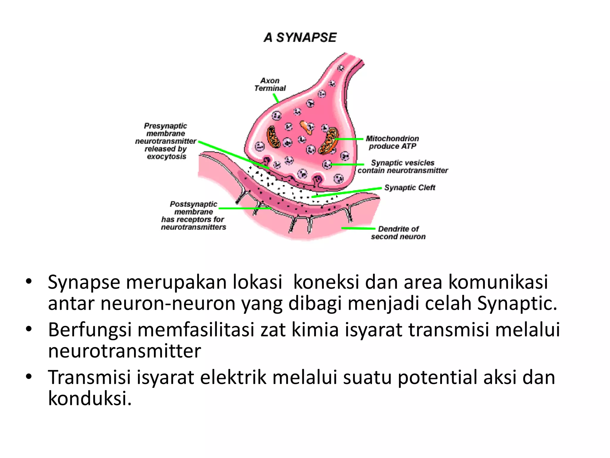 Anatomi otak & neurotransmitter | PDF