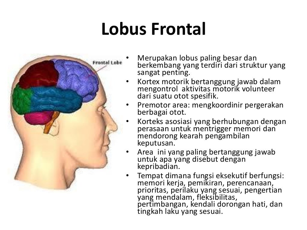 Anatomi otak & neurotransmitter