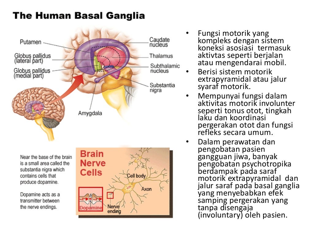 Anatomi otak & neurotransmitter