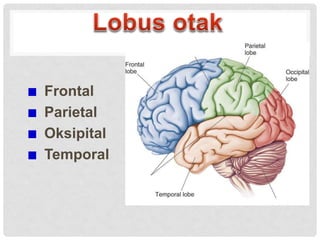 Anatomi_otak_pp.ppt