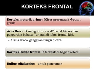 Anatomi_otak_pp.ppt
