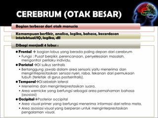 Struktur Otak Manusia anak usia dini untuk pembelajaran | PPT
