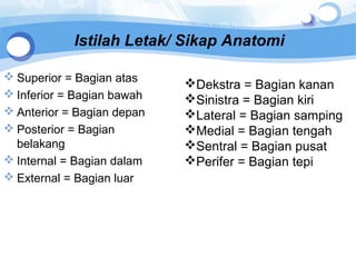 Anatomi otot kepala & wajah SEMESTER 2 kd 2 anatomy | PPT