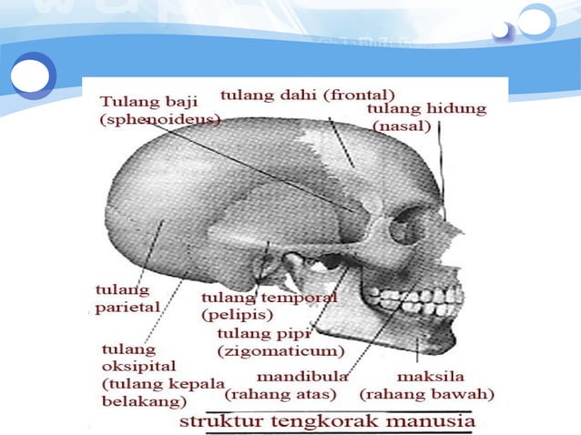 Anatomi otot kepala & wajah SEMESTER 2 kd 2 anatomy