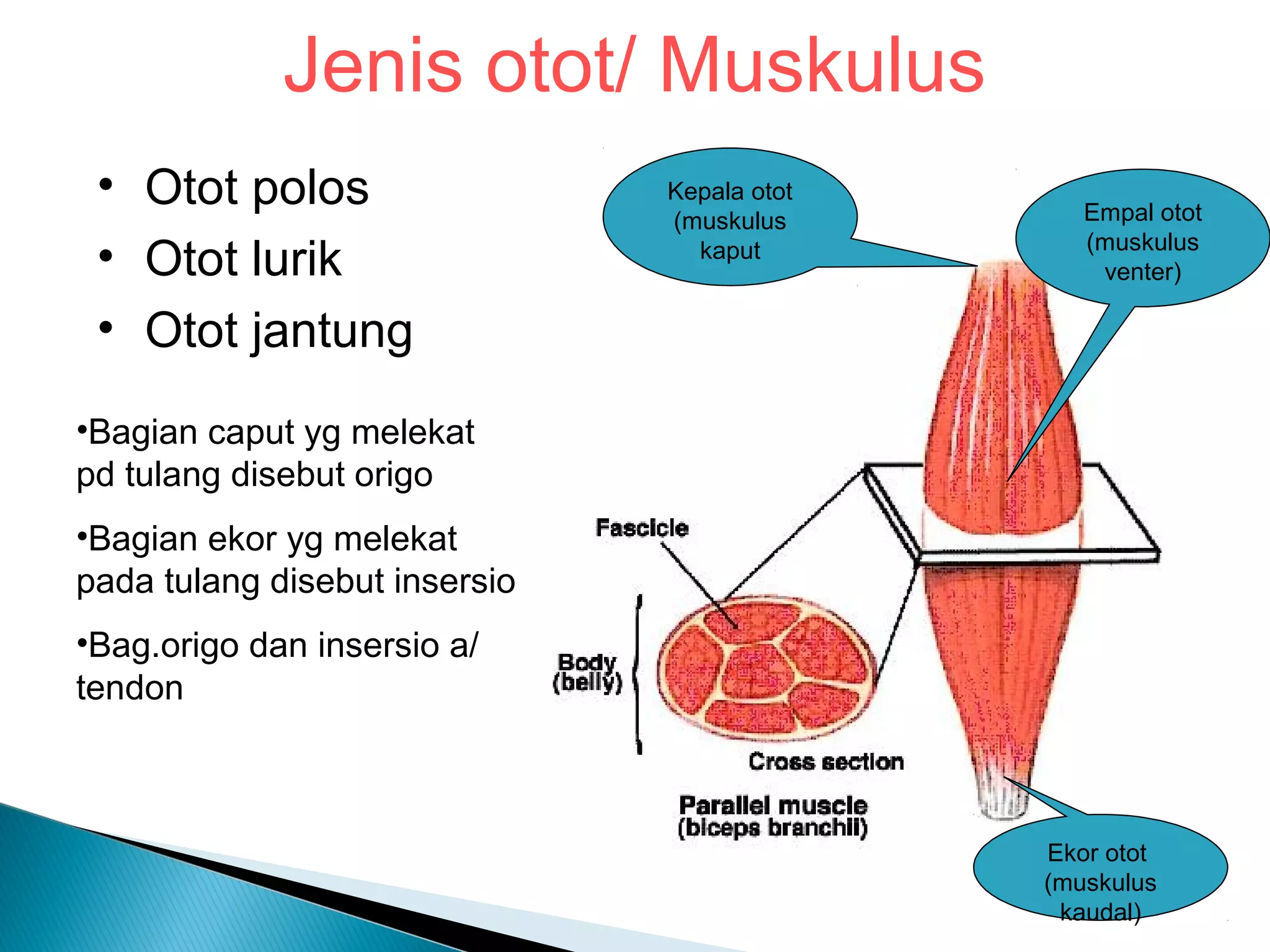 Anatomi otot wajah | PPT