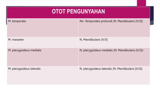 ANATOMI OTOT WAJAH.pptx