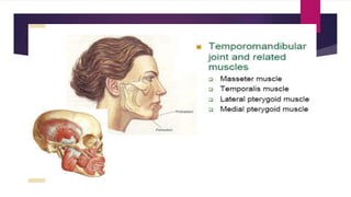 ANATOMI OTOT WAJAH.pptx