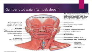ANATOMI OTOT WAJAH.pptx
