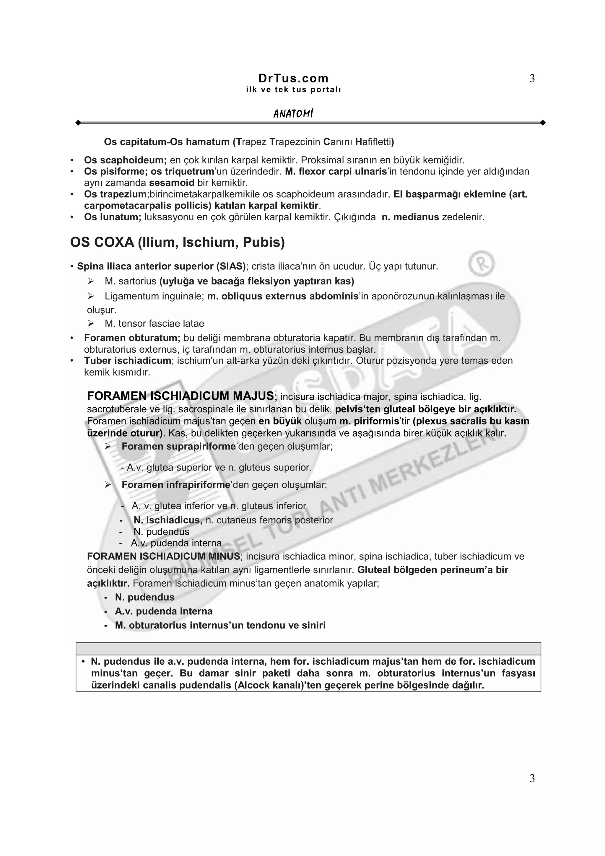 Anatomi ozetnot | PDF