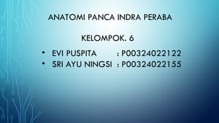ANATOMI PANCA INDRA PERABA. Kelompok 6.ppt