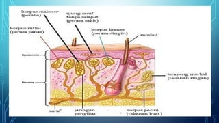 ANATOMI PANCA INDRA PERABA. Kelompok 6.ppt