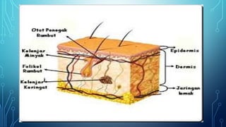 ANATOMI PANCA INDRA PERABA. Kelompok 6.ppt