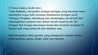 ANATOMI PANCA INDRA PERABA. Kelompok 6.ppt