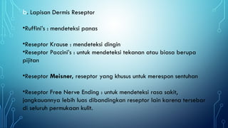 ANATOMI PANCA INDRA PERABA. Kelompok 6.ppt