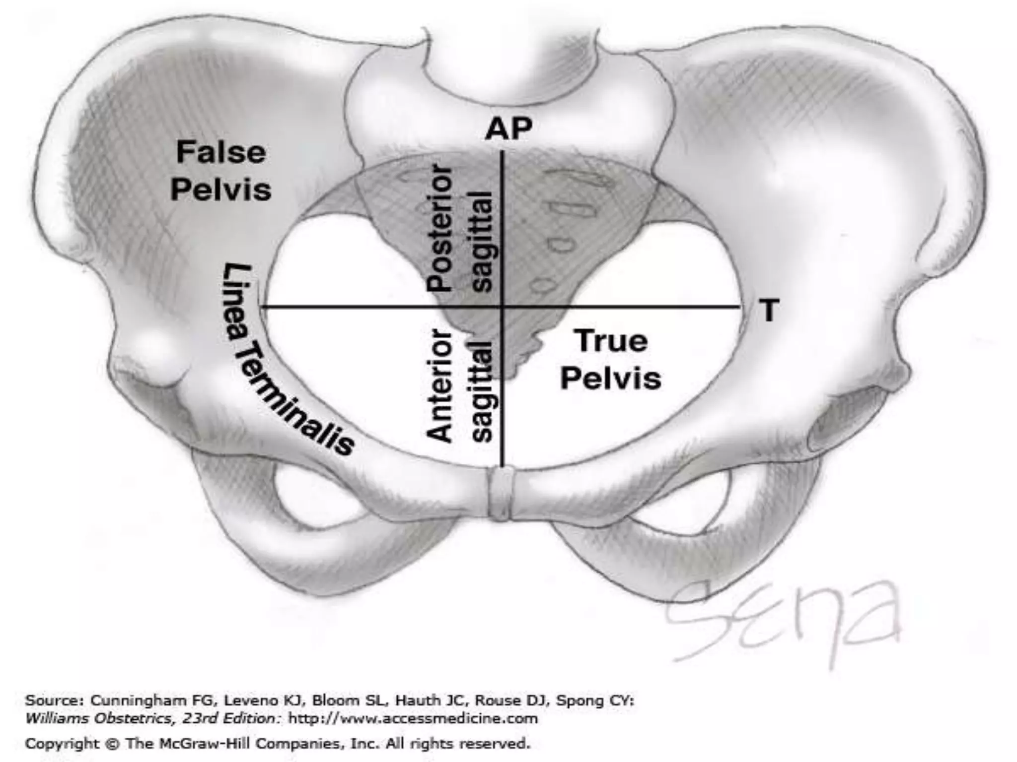 Anatomi panggul | PPTX
