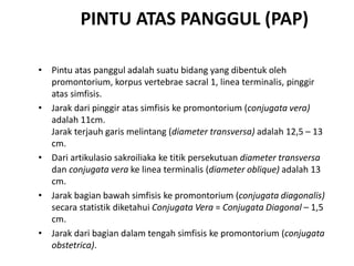 Anatomi panggul | PPTX