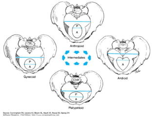 Anatomi panggul | PPTX