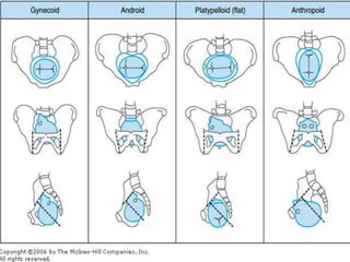 Anatomi panggul | PPTX