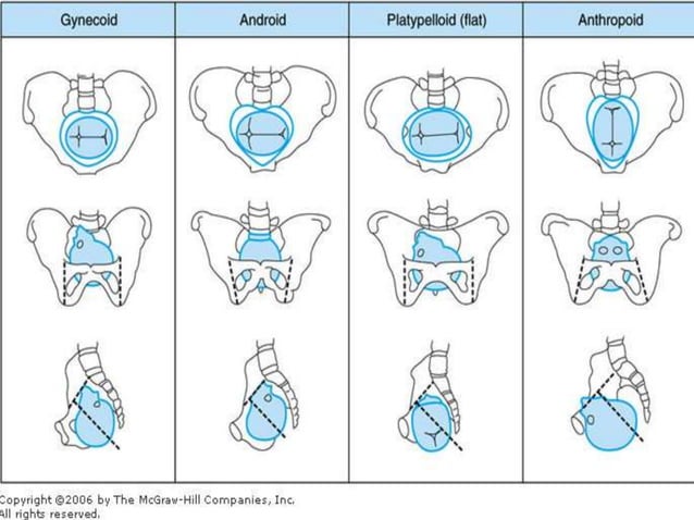Anatomi panggul | PPTX
