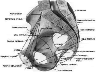 Anatomi panggul | PPTX