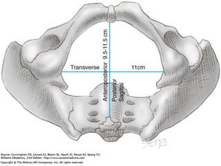 Anatomi panggul | PPT