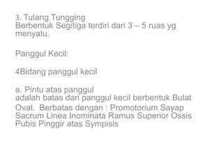 Anatomi Panggul | PPTX