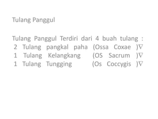 Anatomi Panggul | PPTX