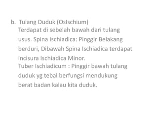 Anatomi Panggul | PPTX
