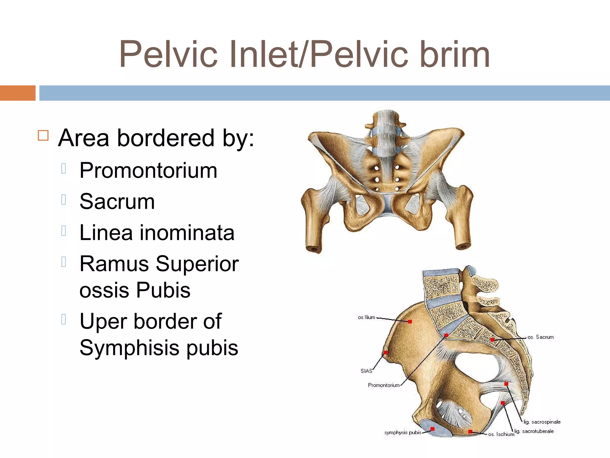 Anatomi panggul 2010 | PPT