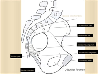 Anatomi panggul 2010 | PPT