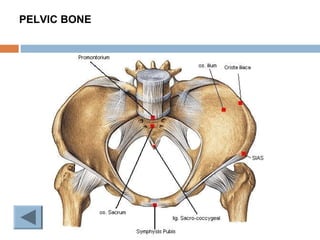 Anatomi panggul 2010 | PPT | Death, Injury, or Military Conflict ...
