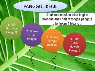 Anatomi Panggul vshsnnanjdjsnjamamananna s banana.pptx
