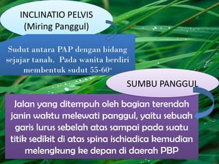 Anatomi Panggul vshsnnanjdjsnjamamananna s banana.pptx
