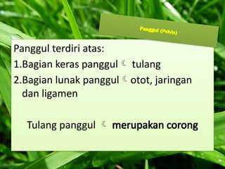 Anatomi Panggul vshsnnanjdjsnjamamananna s banana.pptx