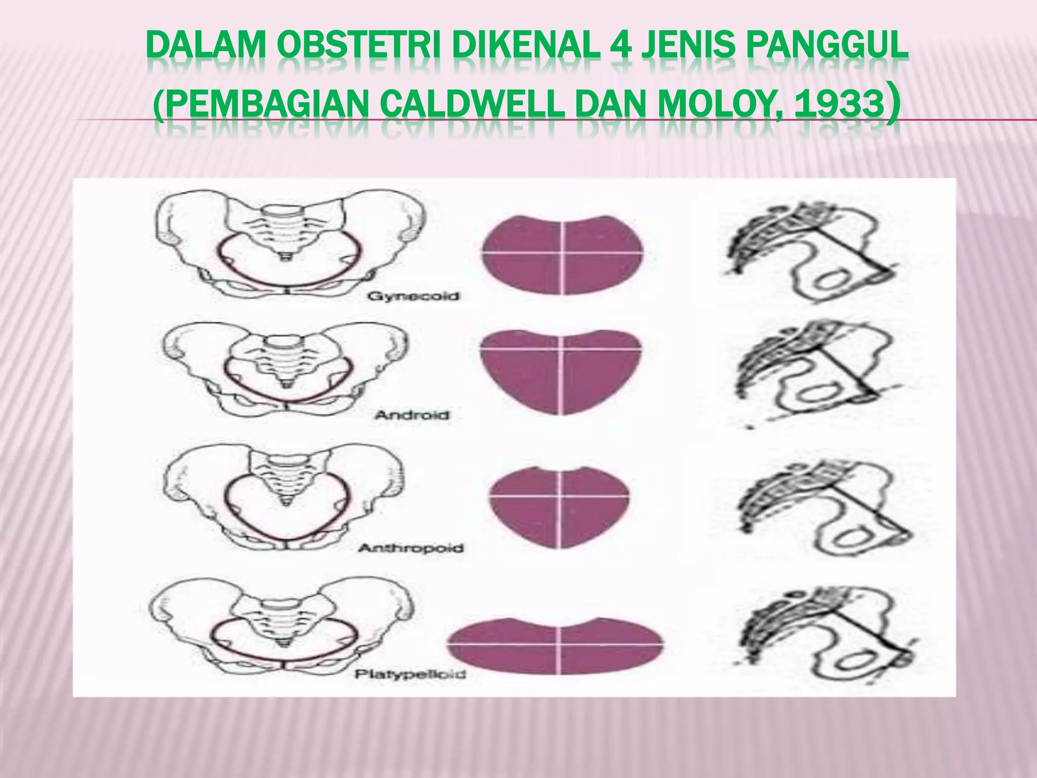 Anatomi panggul tugas | PPTX